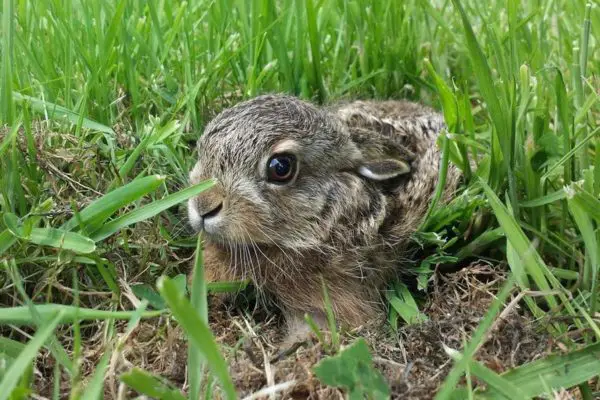 Les différences entre le Lapin et le Lièvre (il y en a beaucoup !)