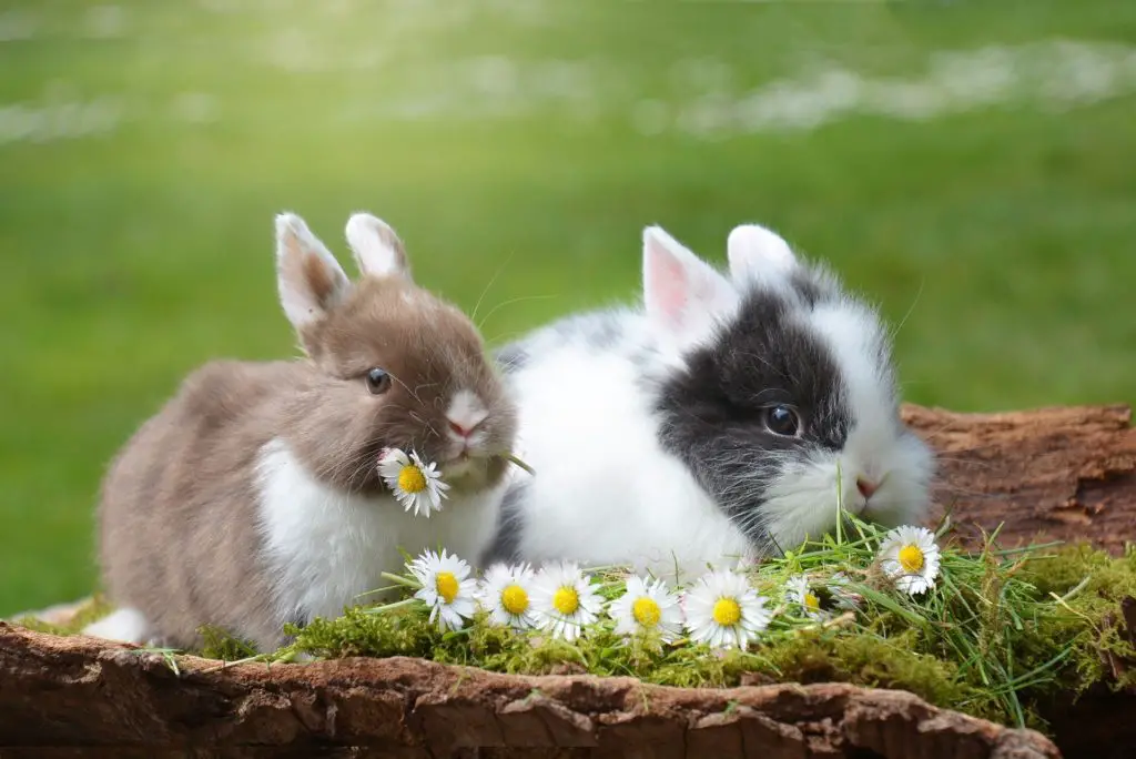 Lapin Nain : Le Guide Complet (Prix, alimentation, soins, poids…)