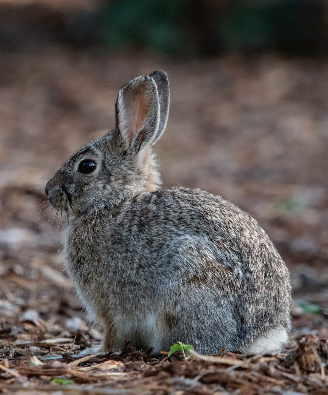 Lapin Nain : Le Guide Complet (Prix, alimentation, soins, poids…)