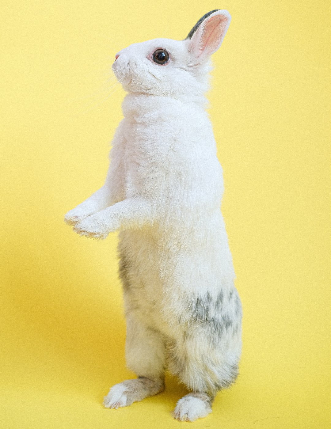 Lapin Nain : Le Guide Complet (Prix, alimentation, soins, poids…)