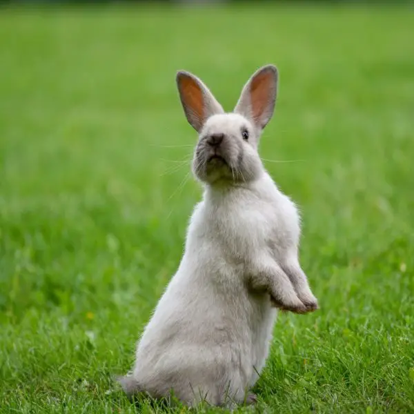 Apprendre au Lapin à reconnaitre son nom : La méthode qui fonctionne