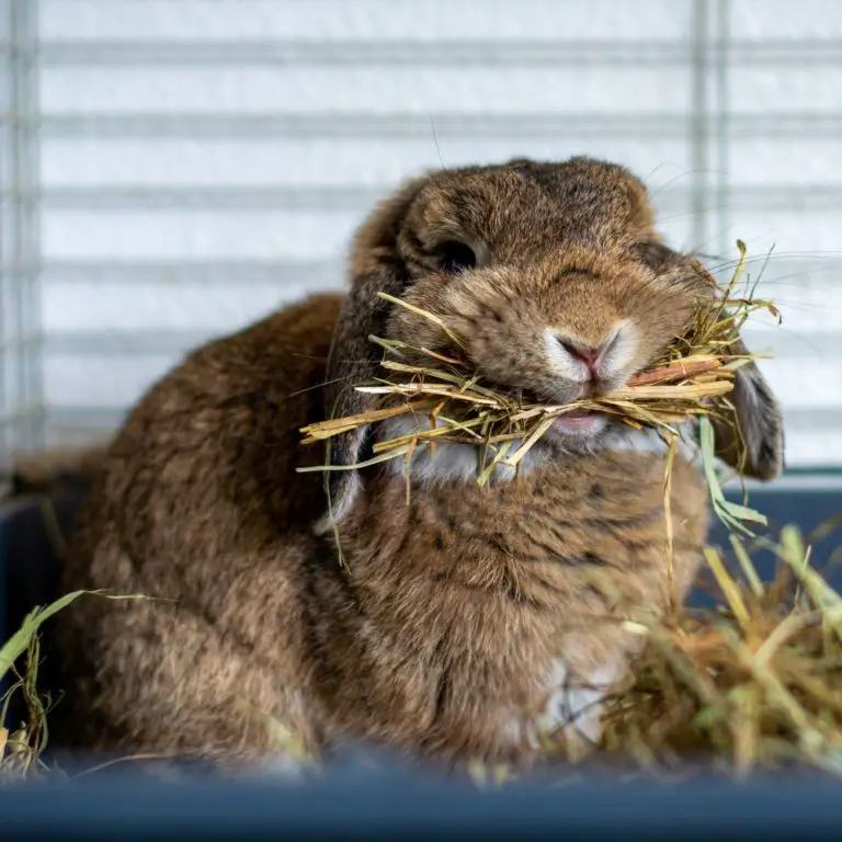 Reproduction du Lapin Nain : Age, Accouplement, Gestation, Conseils…