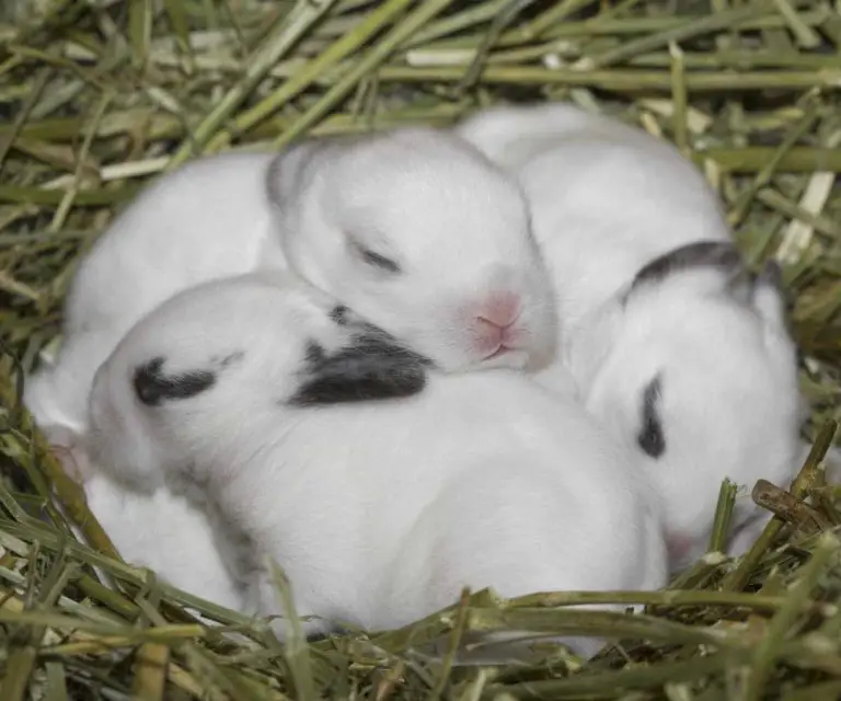 Reproduction du Lapin Nain : Age, Accouplement, Gestation, Conseils…