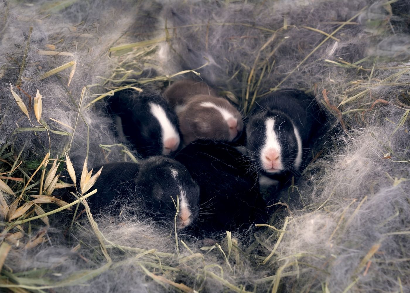 Reproduction du Lapin Nain : Age, Accouplement, Gestation, Conseils…