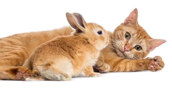 Cohabitation entre Lapin et Chat : Tout ce qu’il faut savoir