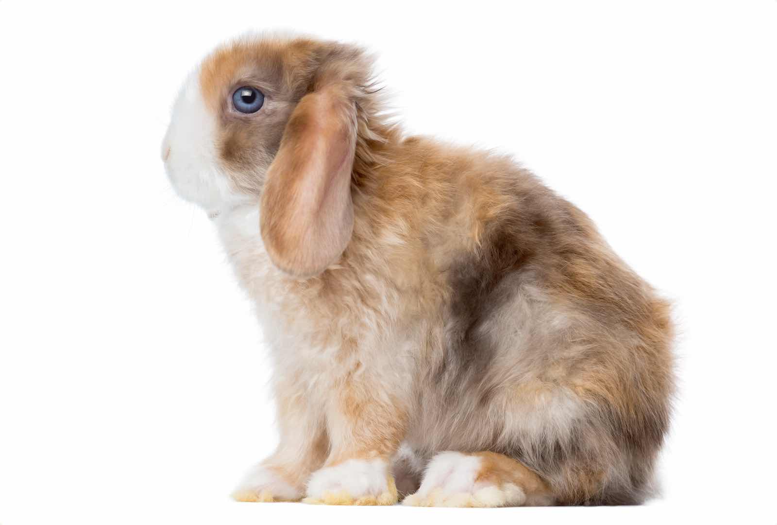 Tout savoir sur le Lapin Mini Lop : Taille, Prix, Caractère, Elevage…