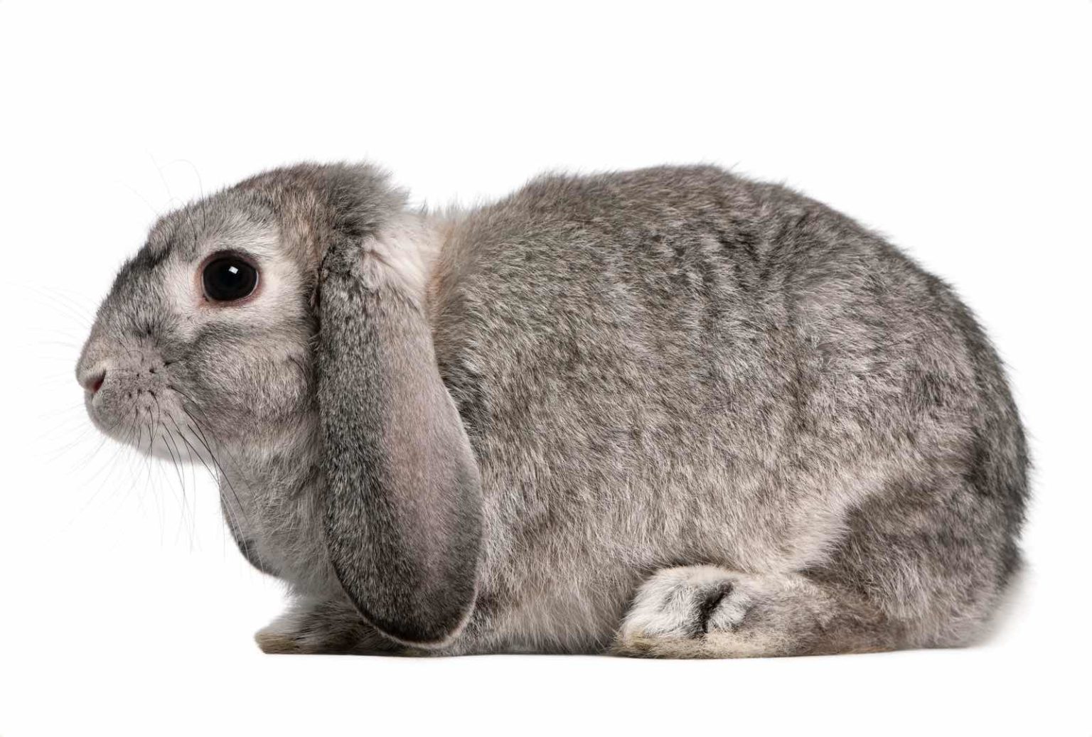 Tout savoir sur le Lapin Mini Lop : Taille, Prix, Caractère, Elevage…