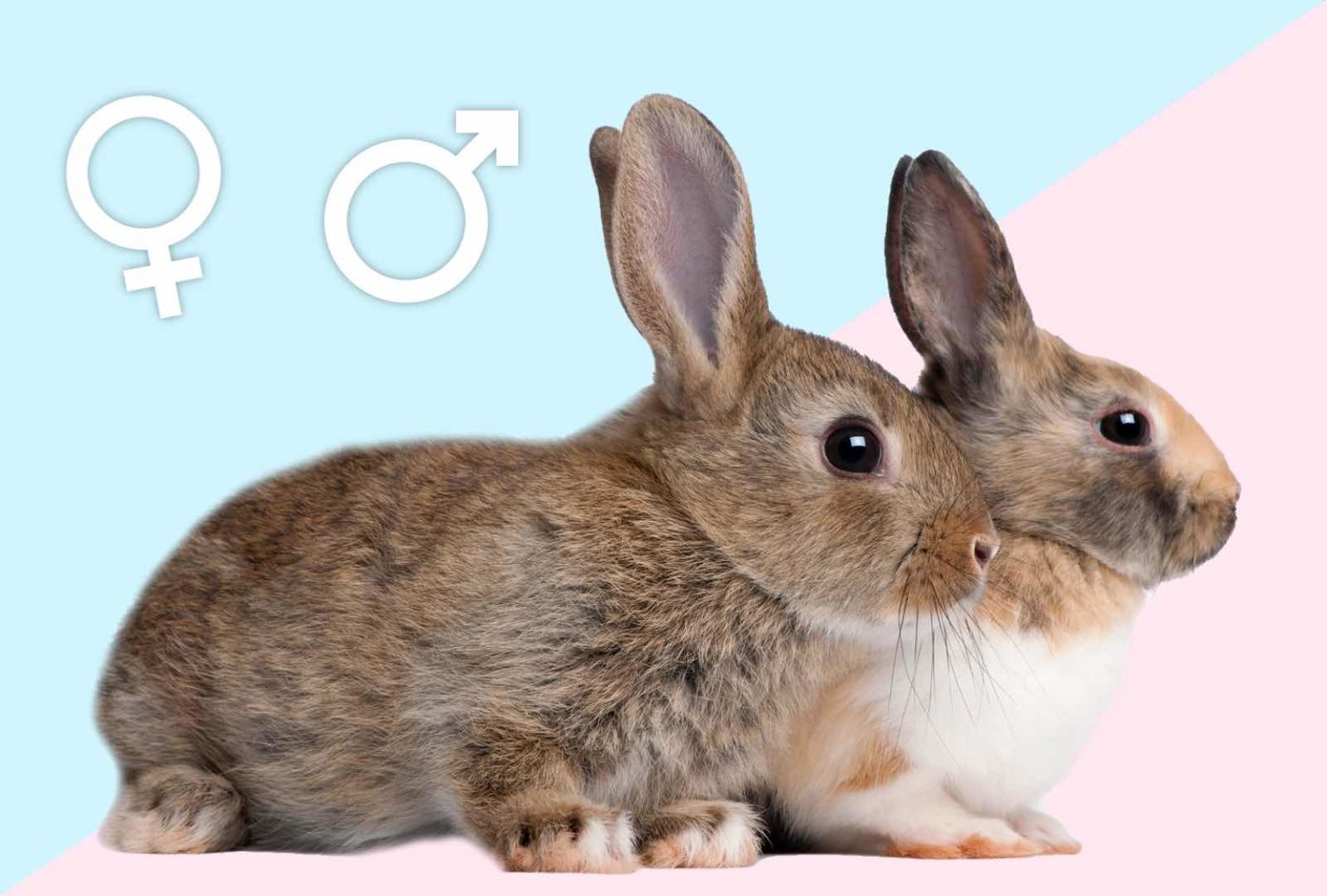 Lapin Mâle Ou Femelle Leurs Différences Caractères Odeurs Chaleurs